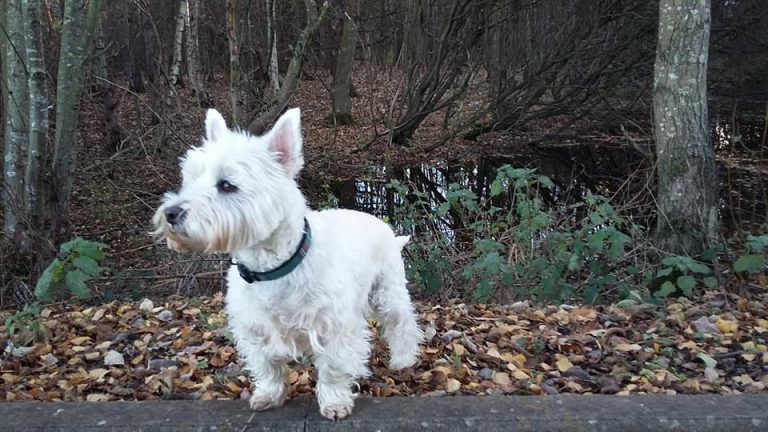 Angus 2 WEB | UK Westie ReHoming